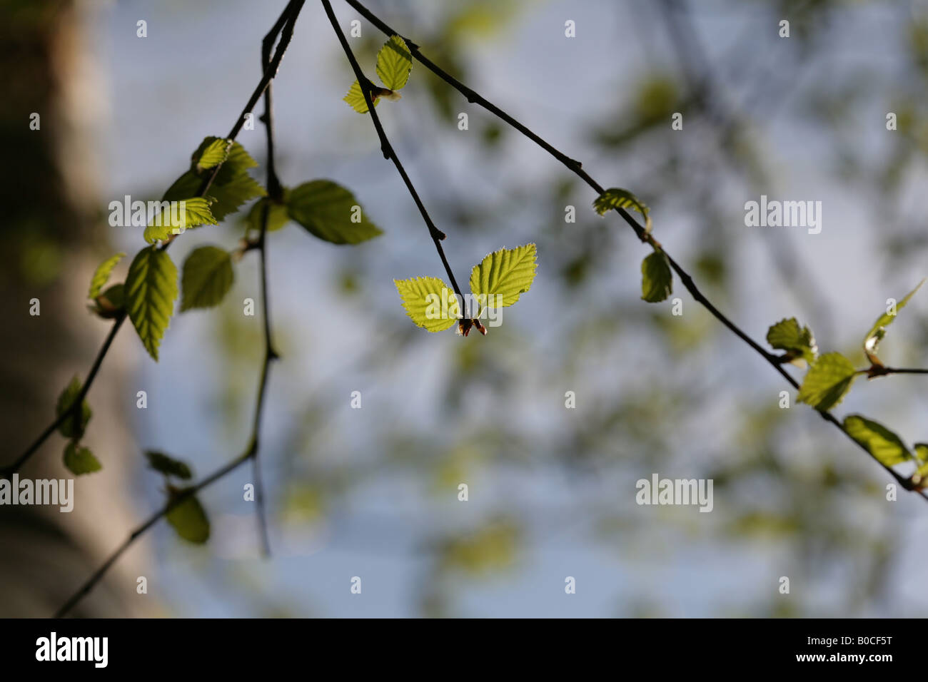 Silver Birch Tree, Betula pendula, leaves emerging in spring.Cheshire ...