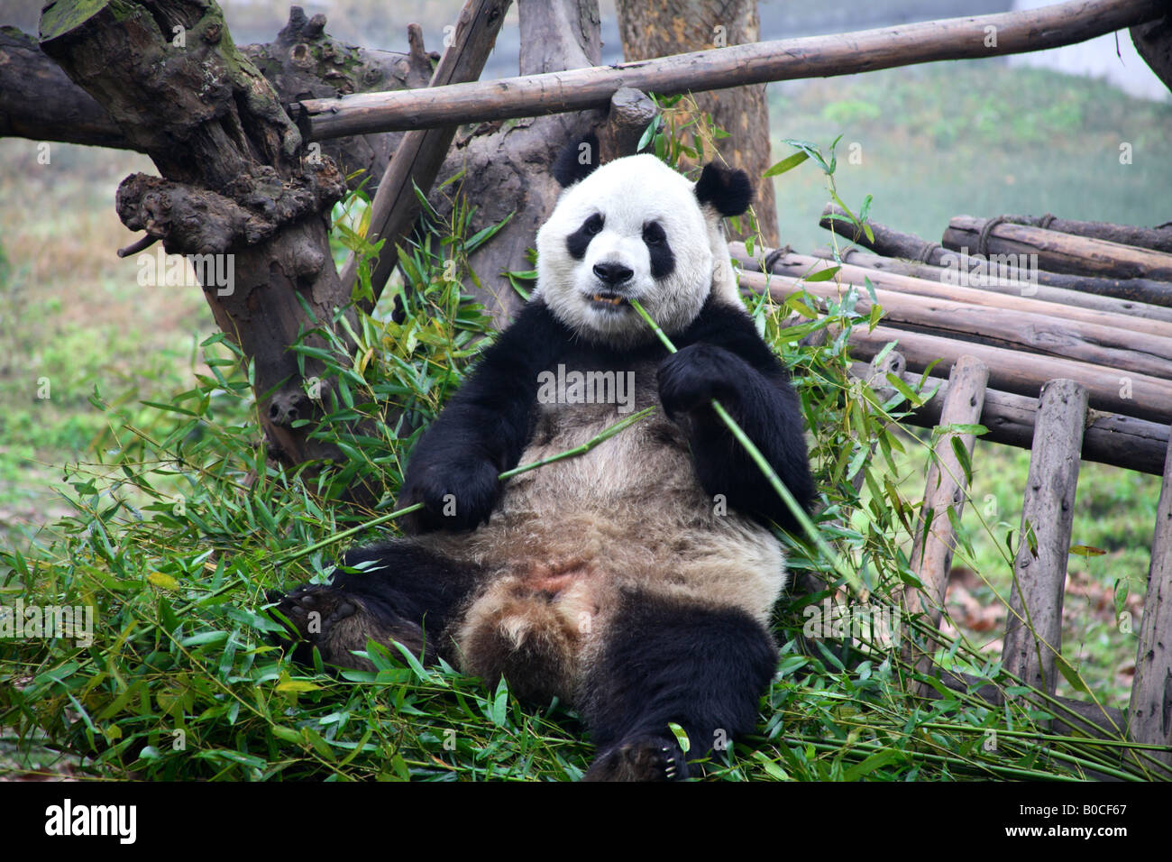 Panda bear hi-res stock photography and images - Alamy