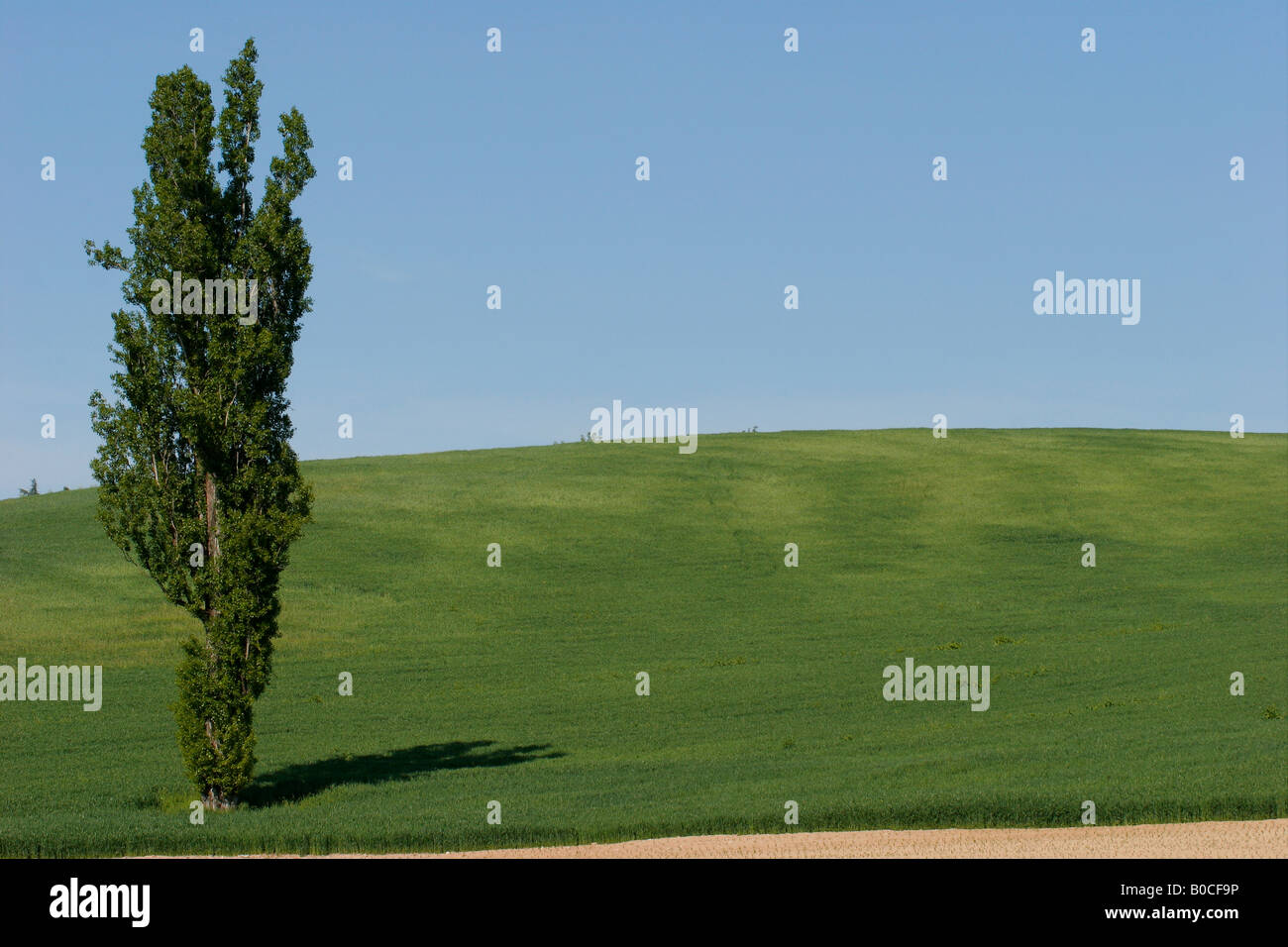 Turin tree hi-res stock photography and images - Alamy