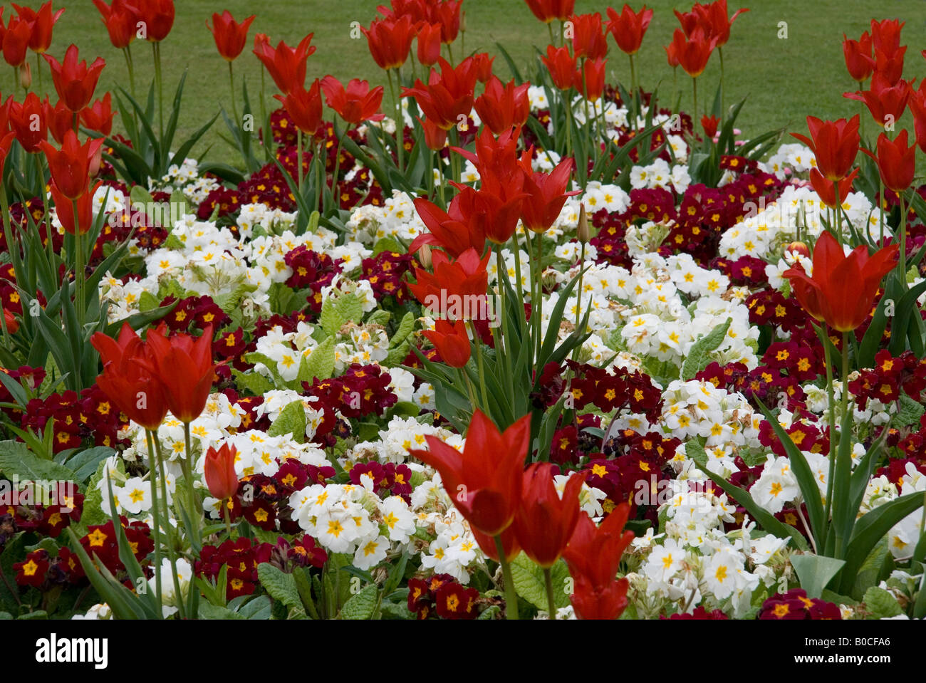 Display of Scarlet tulips and red and white primulas taken at Southport ...