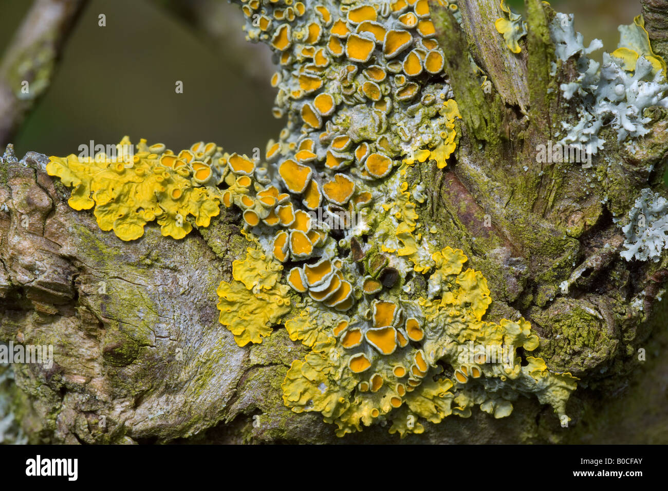 Lichen yellow hi-res stock photography and images - Alamy