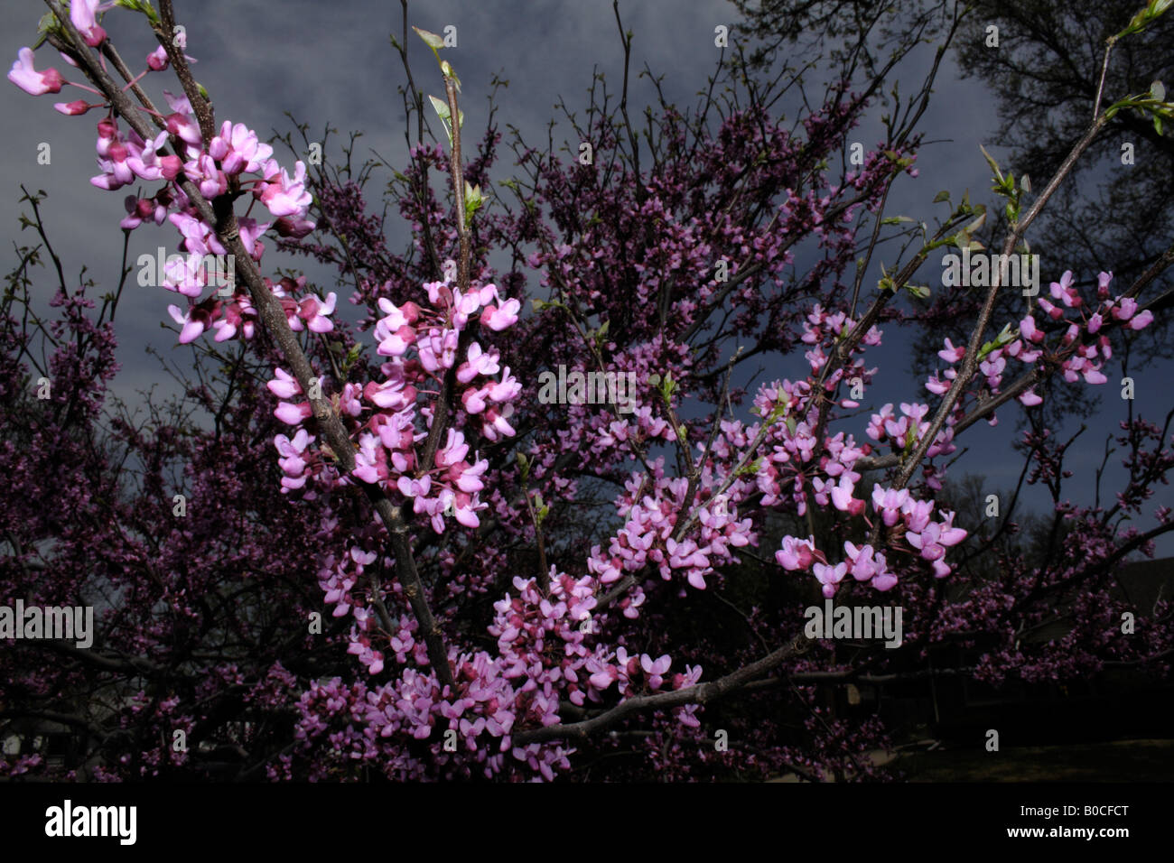 Redbud blossoms on the branch Stock Photo - Alamy