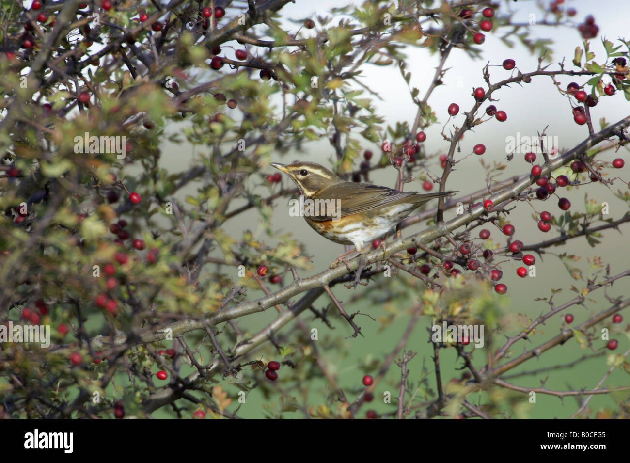 Redwing Turdus iliacus in bush Stock Photo - Alamy