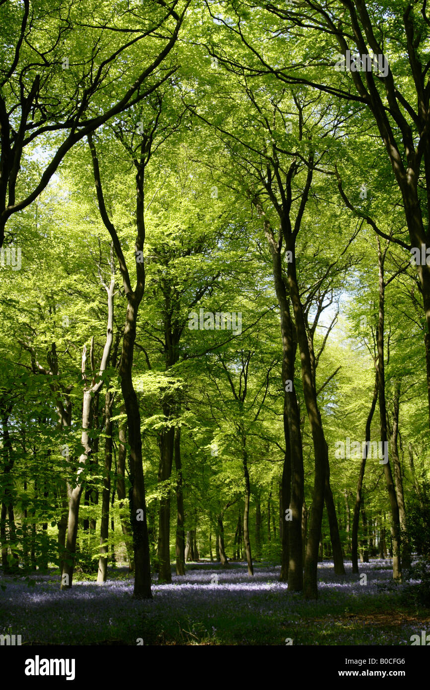 Towering canopy hi-res stock photography and images - Alamy