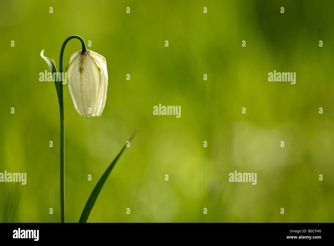 Fritillary white flower field uk hi-res stock photography and images ...