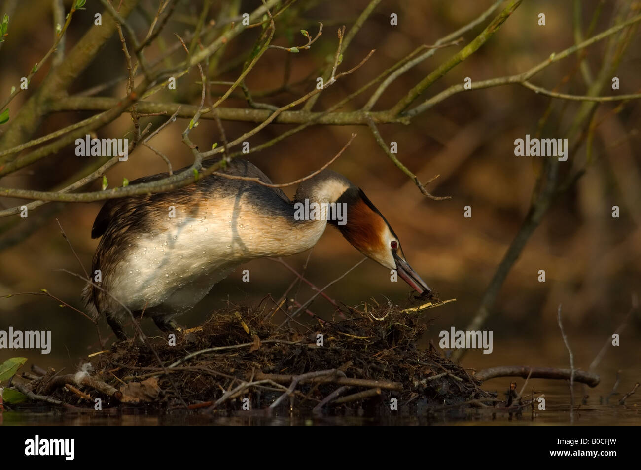 Female great crested grebe hi-res stock photography and images - Alamy