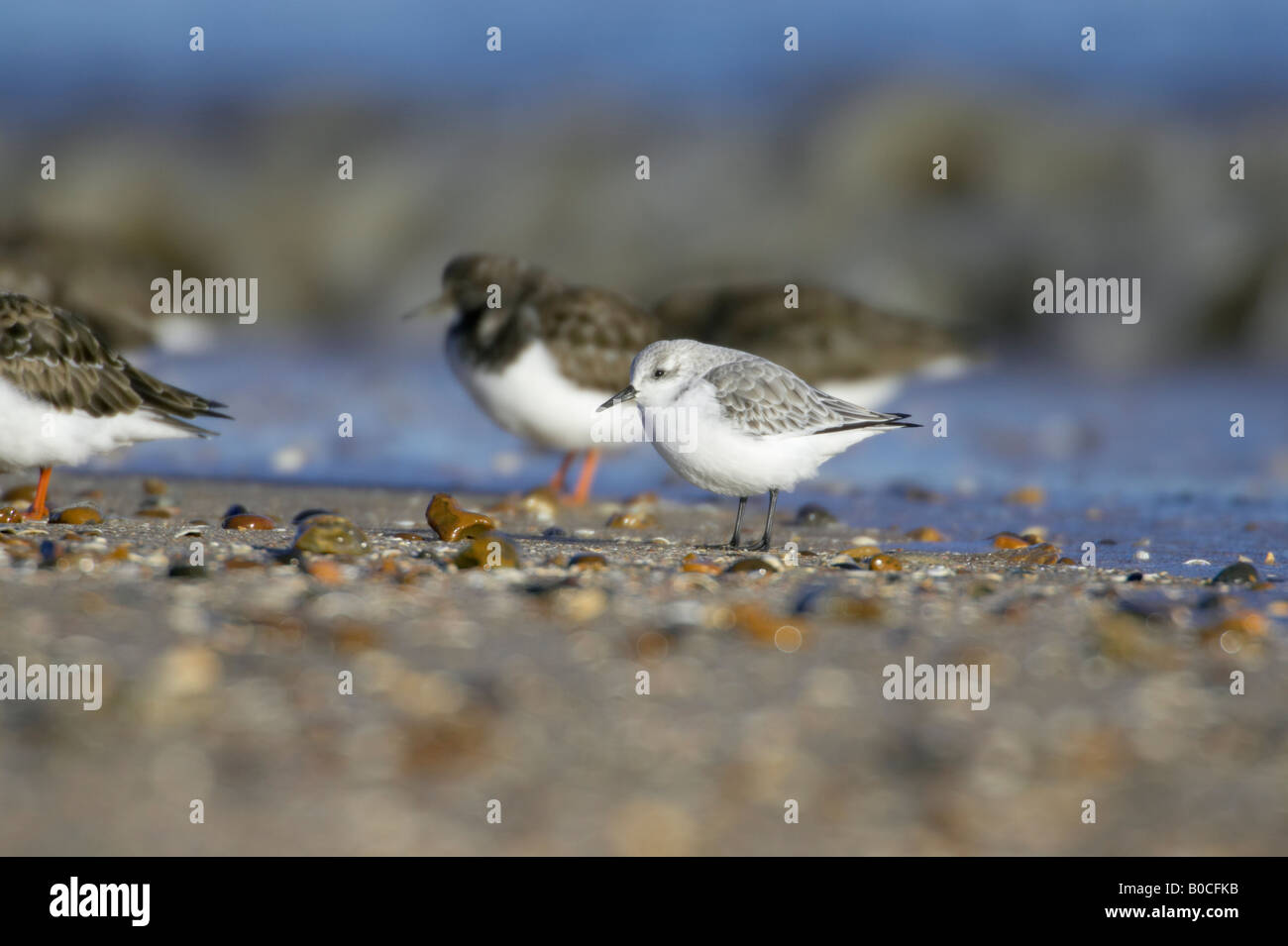 Sanderling Calidris alba on beach Stock Photo - Alamy