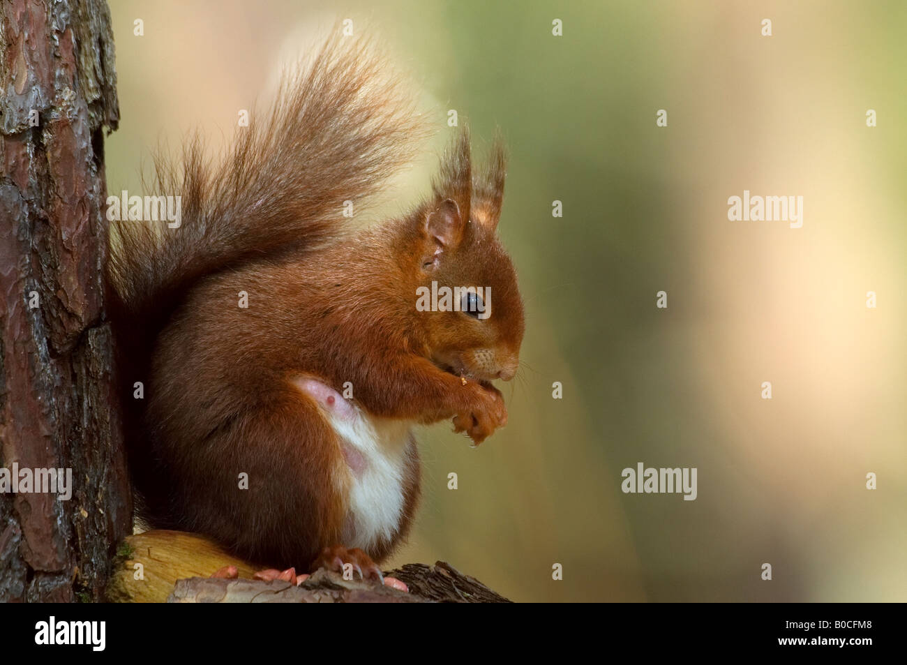 Red Squirrel - Sciurus vulgaris - eating. National Trust Reserve at ...