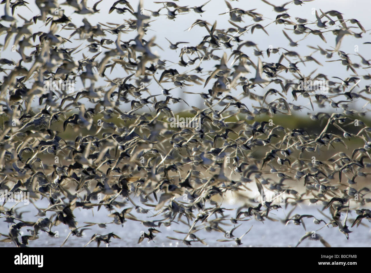 Wading birds in flight Stock Photo - Alamy