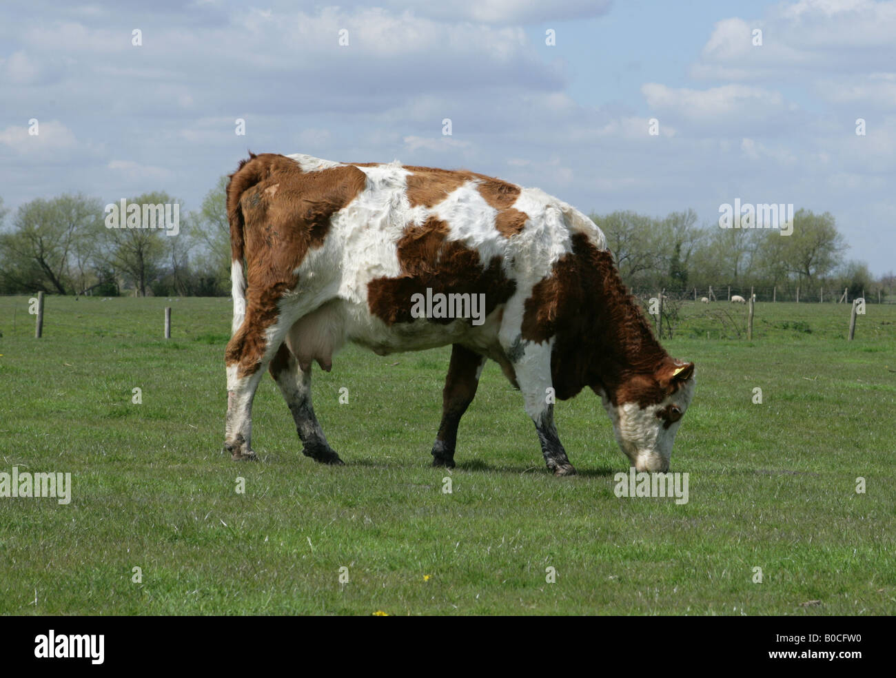 Fresian Cow Single Adult Female Standing Eating Berkshire Stock Photo ...