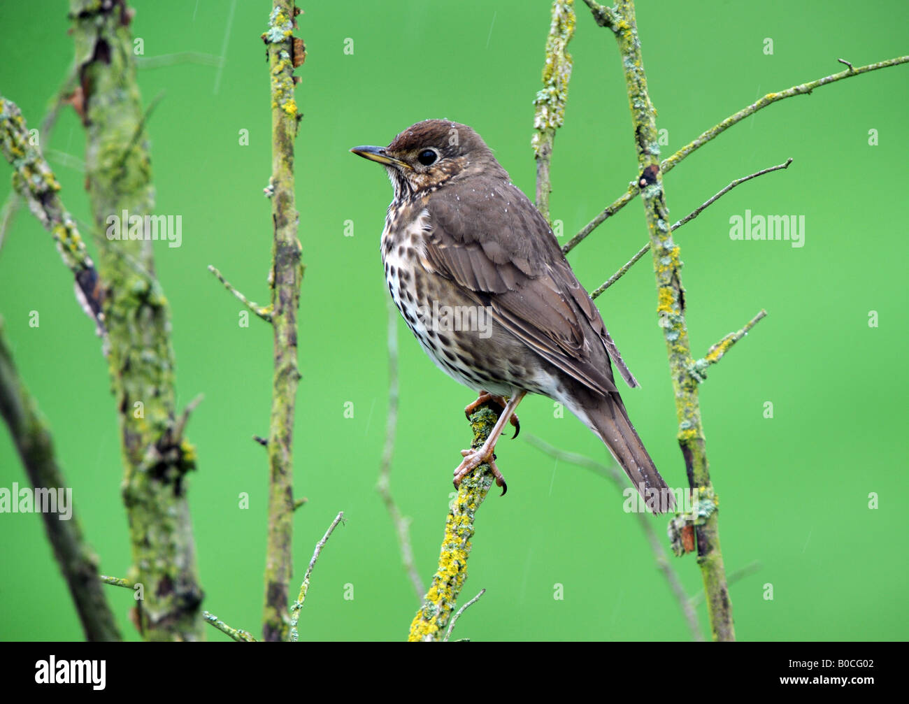 Song thrush bird hi-res stock photography and images - Alamy