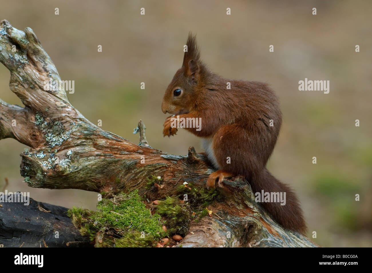 Red Squirrel - Sciurus vulgaris - eating. National Trust Reserve at ...