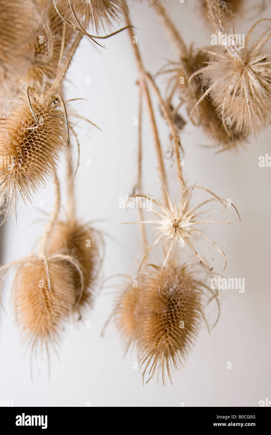 Dried teasel seedheads Stock Photo - Alamy