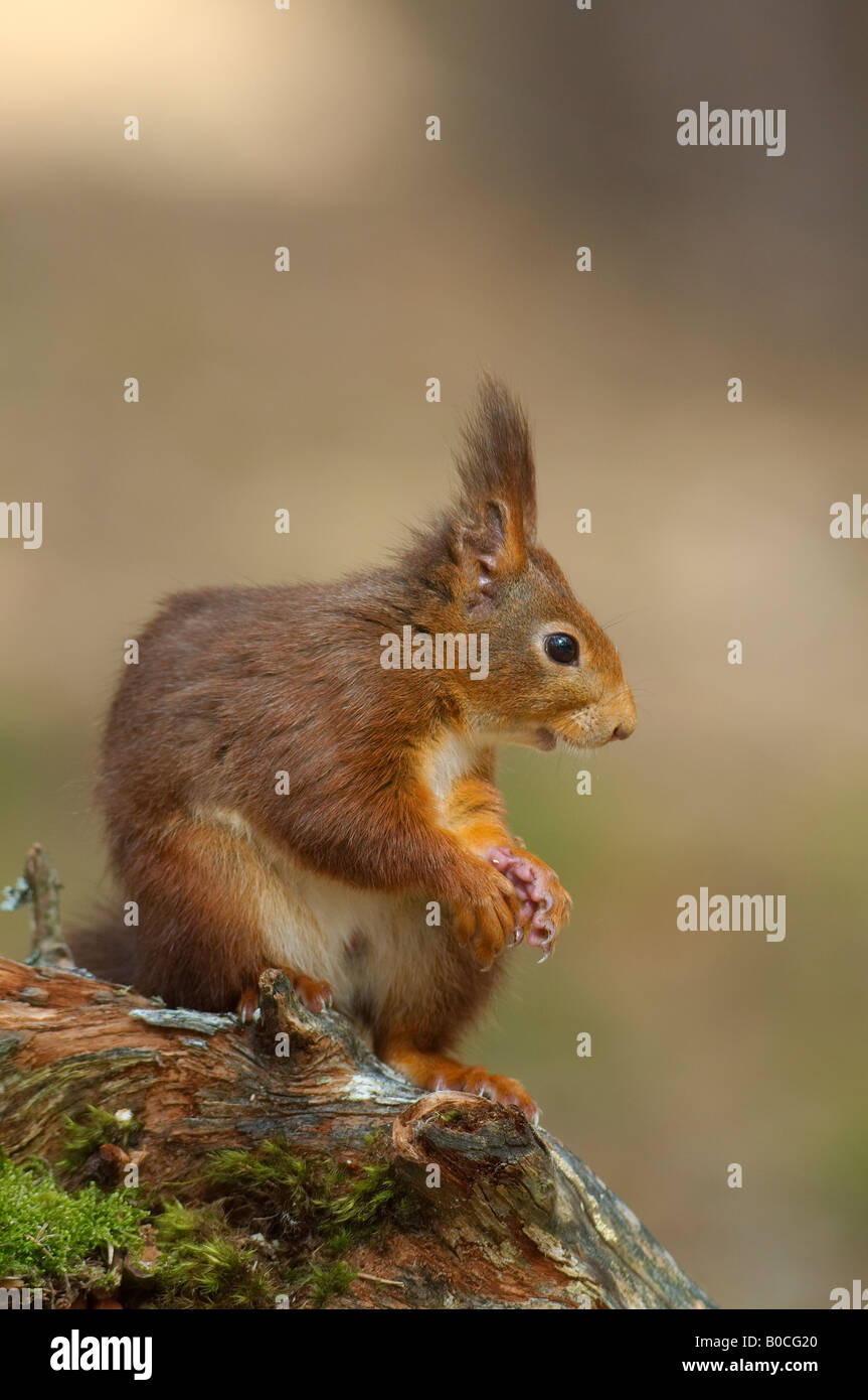 Red Squirrel - Sciurus vulgaris - sitting on a fallen log National ...