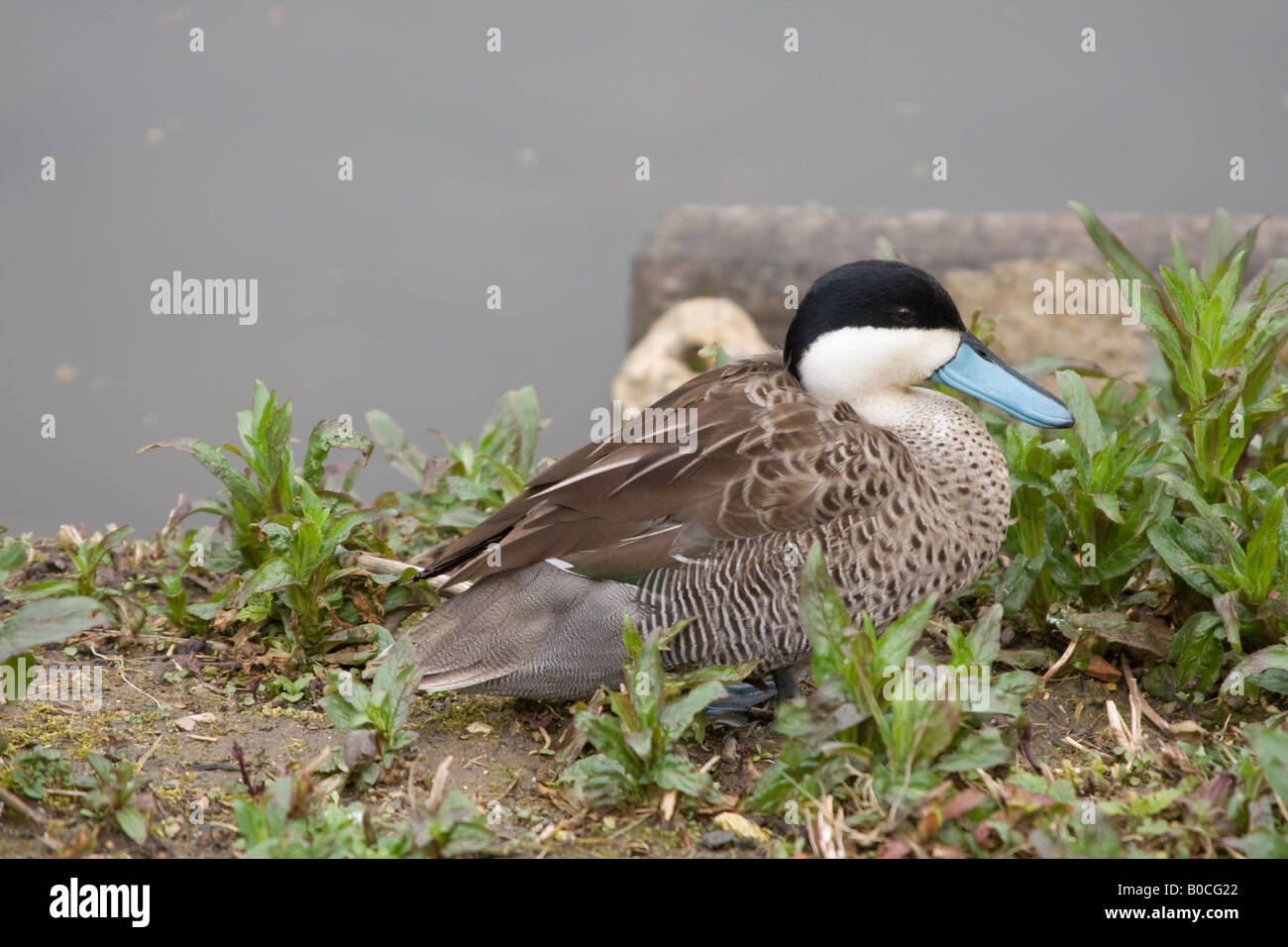 Puna teal duck hi-res stock photography and images - Alamy