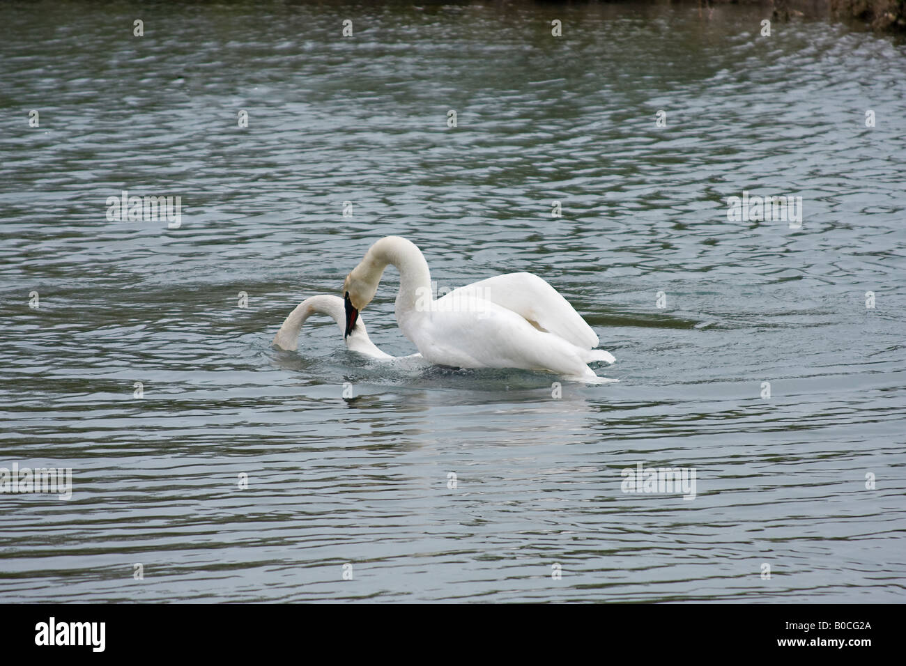 Pair Trumpeter Swans mating Stock Photo - Alamy