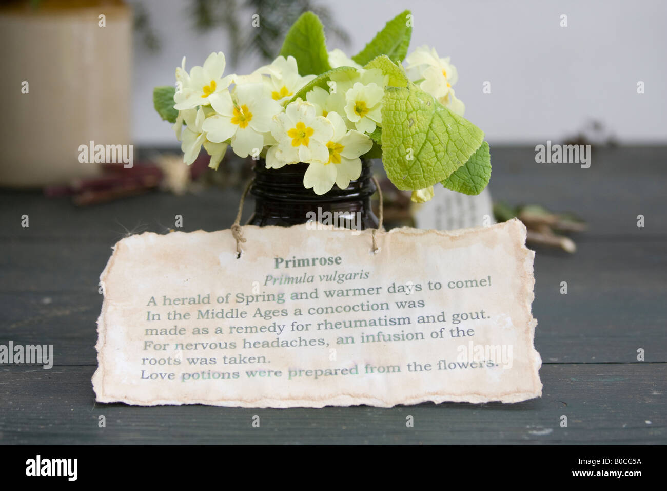Bunch of primroses hi-res stock photography and images - Alamy