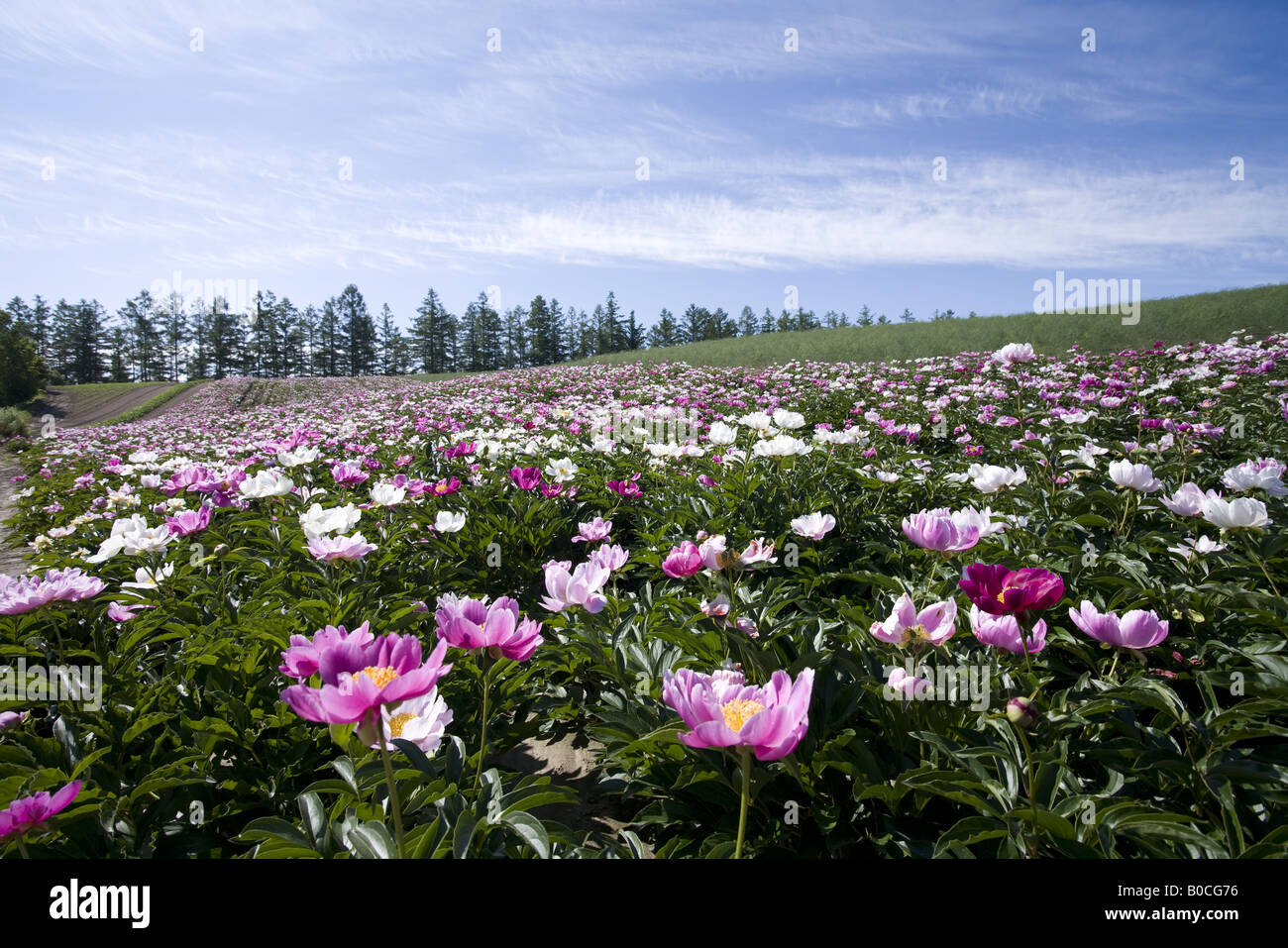 Pink flower fields Stock Photo - Alamy