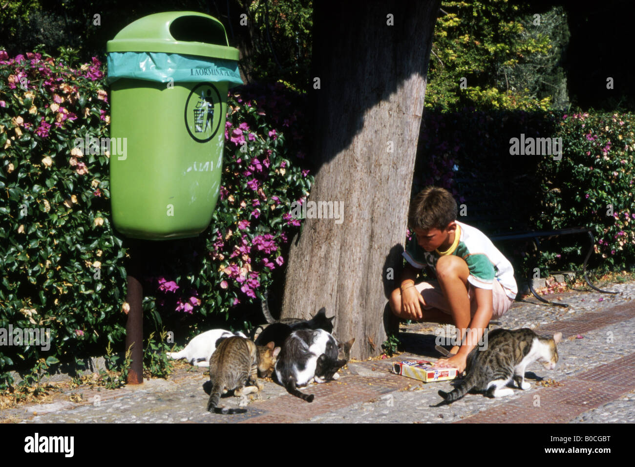 Cats feeding hi-res stock photography and images - Alamy