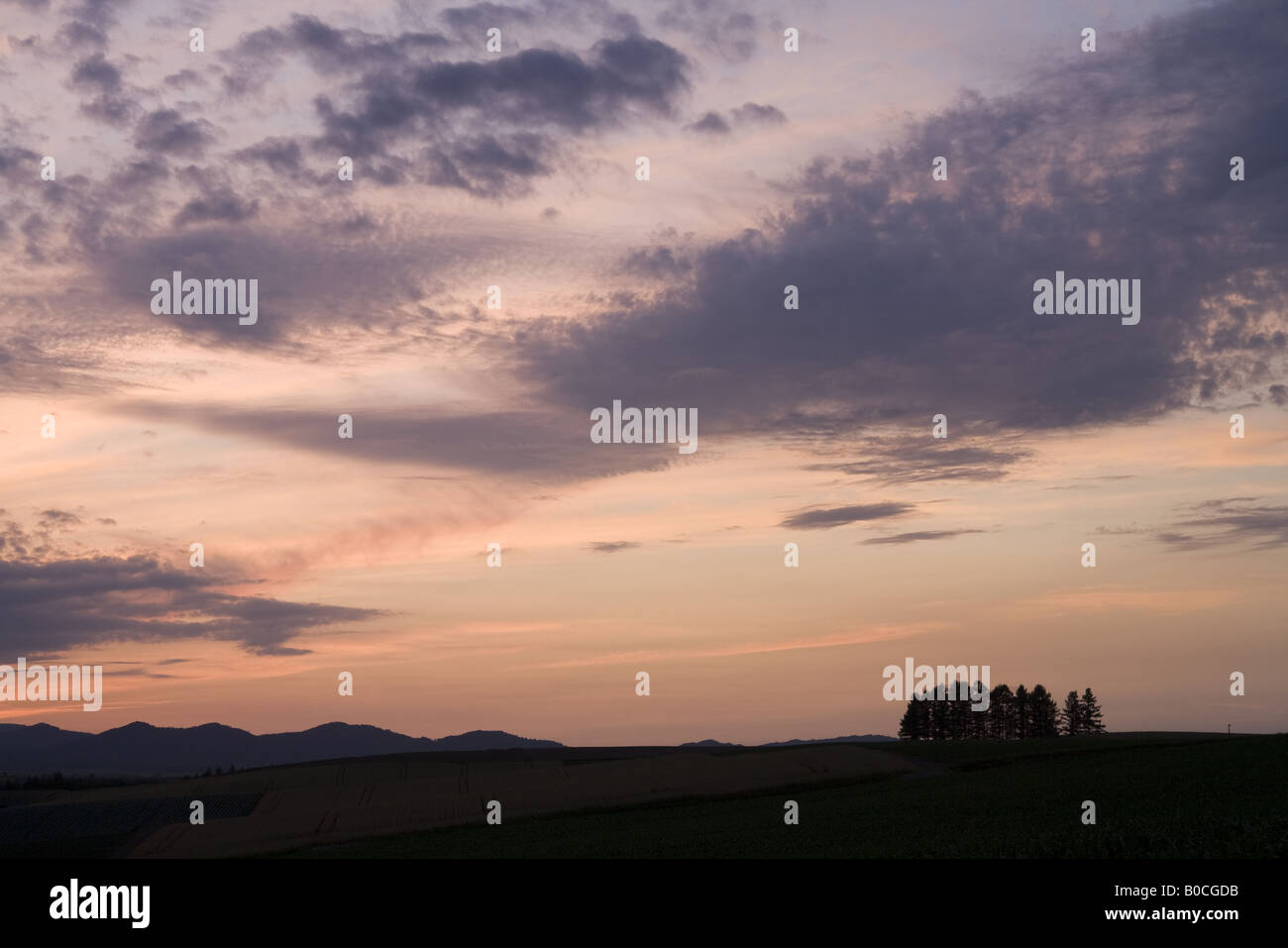 orange sky with tree Stock Photo - Alamy