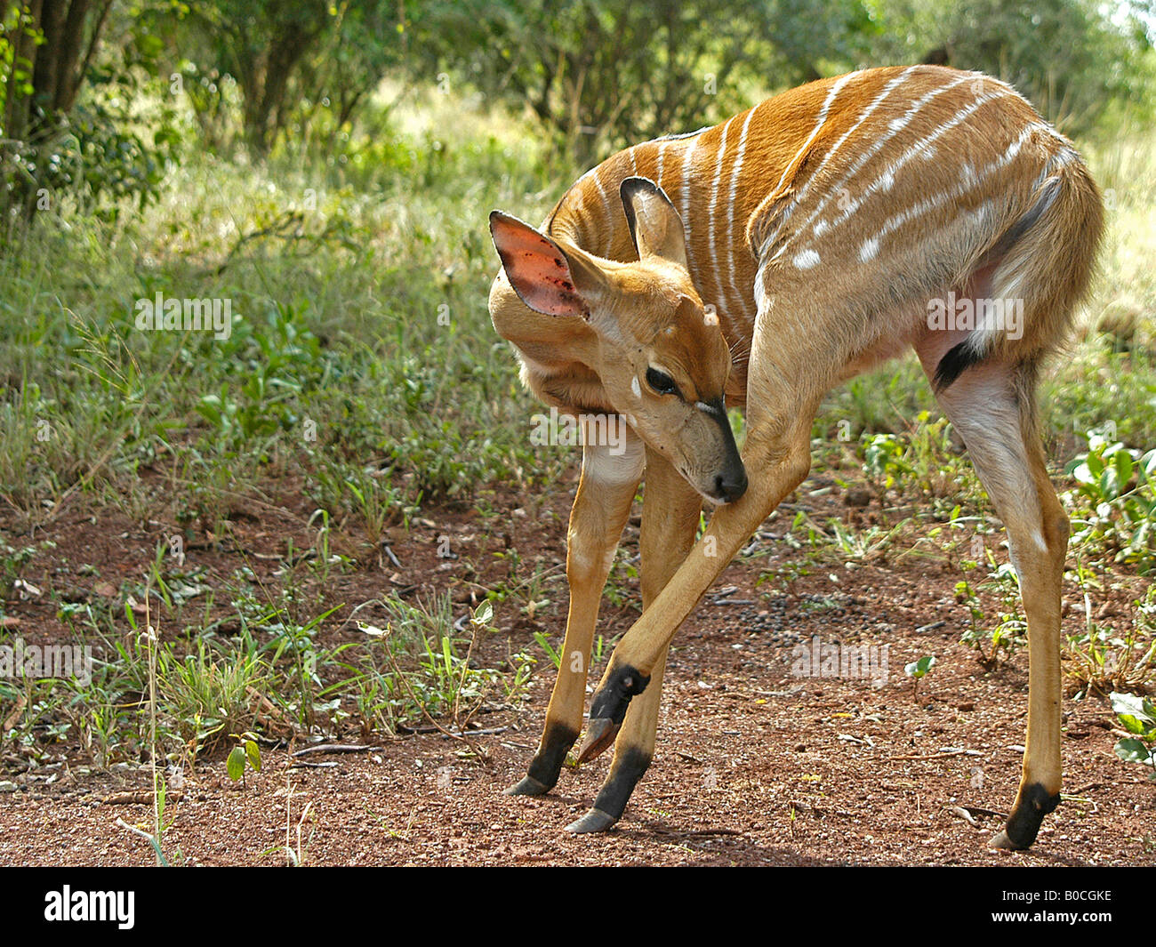 Nyala, female, young Stock Photo - Alamy
