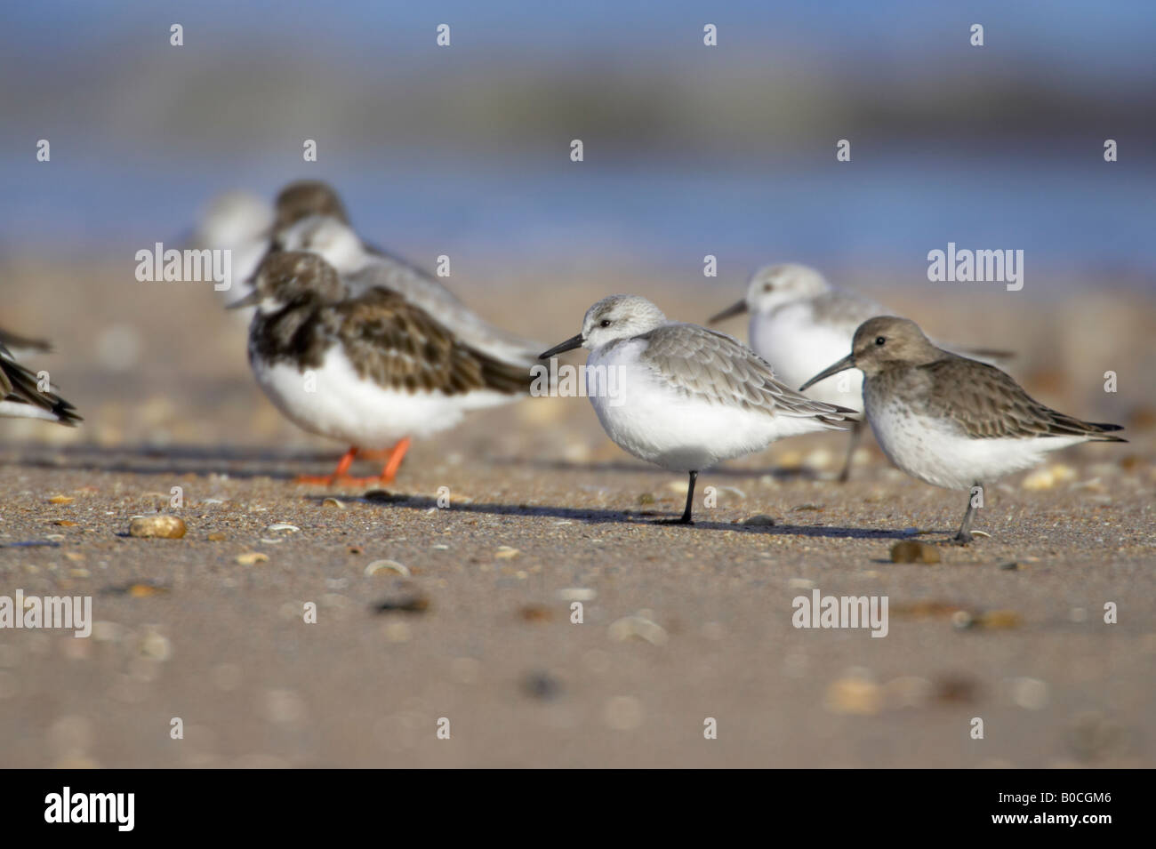 Sanderling Calidris alba on beach Stock Photo - Alamy