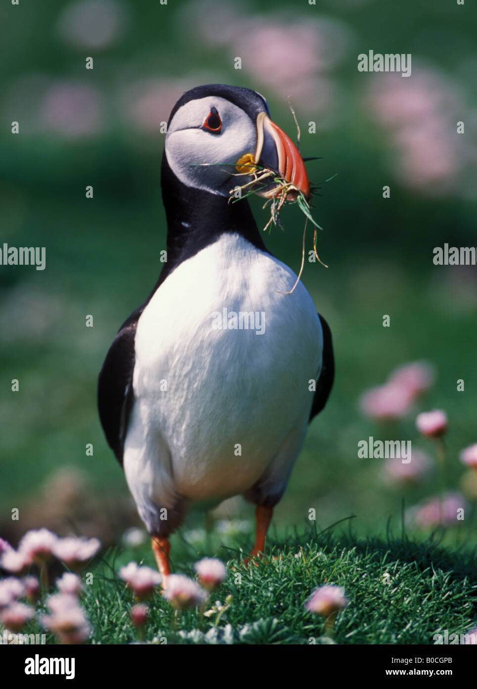 Close up puffin with grass in Grimsey island of Island Stock Photo - Alamy