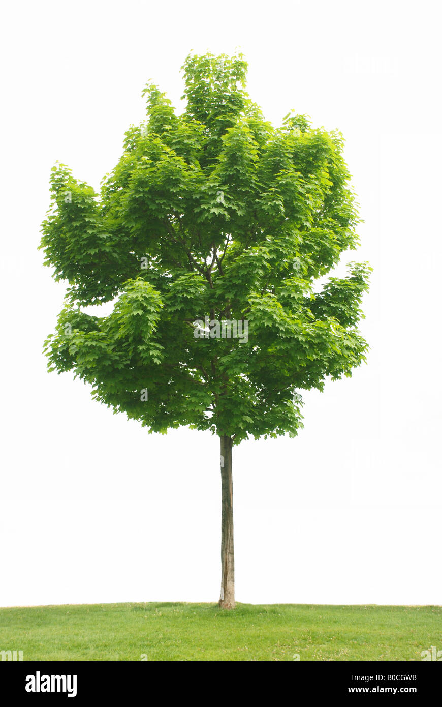 Maple tree with green leaves isolated on white background Stock Photo ...