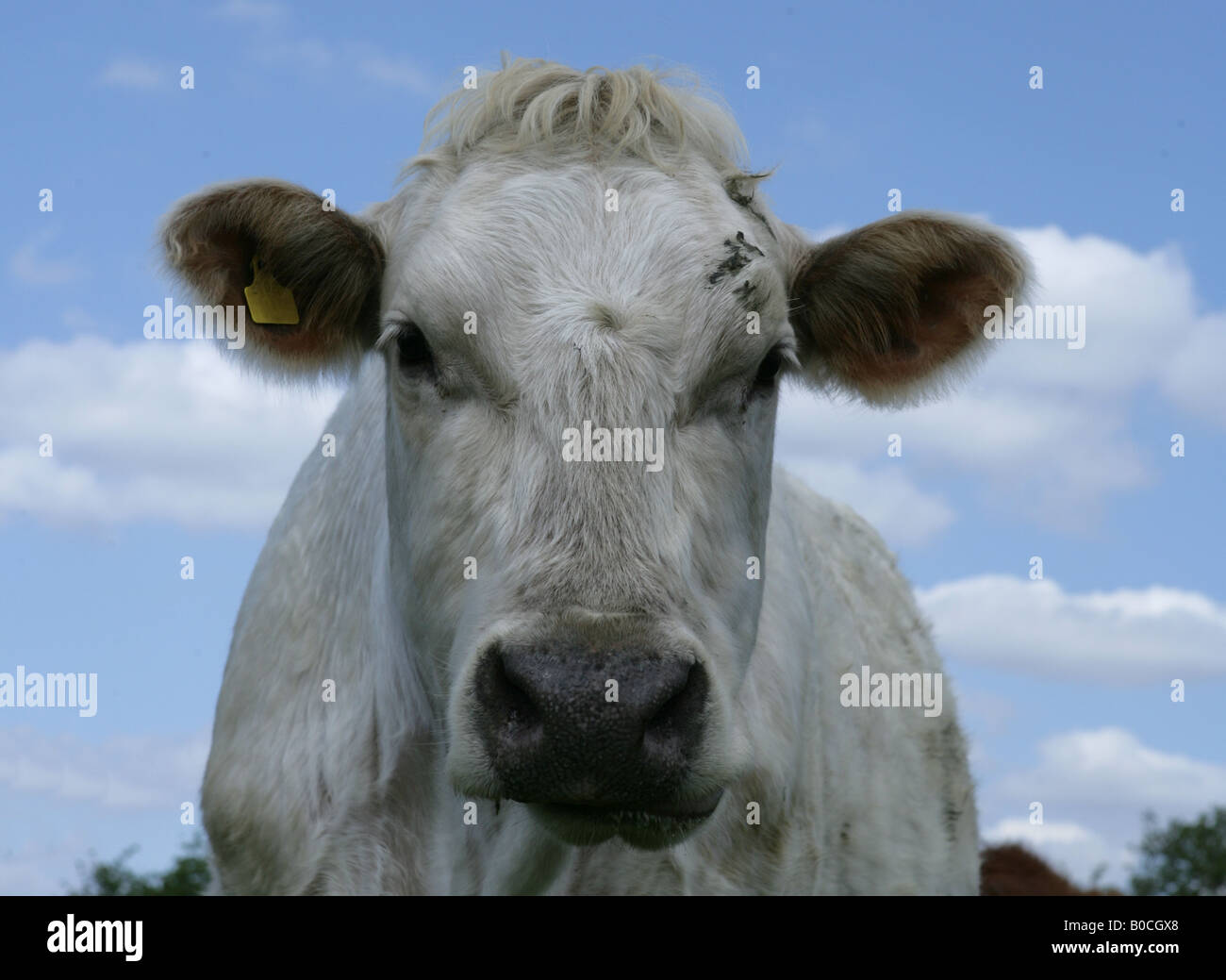 Fresian Cow Single Adult Female Portrait Berkshire Stock Photo - Alamy