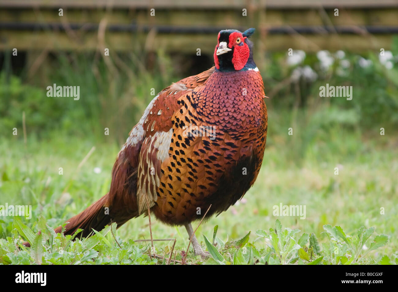 Male Common pheasant standing on grass Stock Photo - Alamy