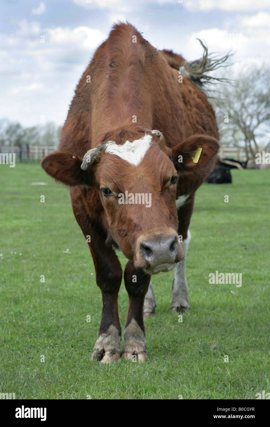 Cow white background fresian hi-res stock photography and images - Alamy