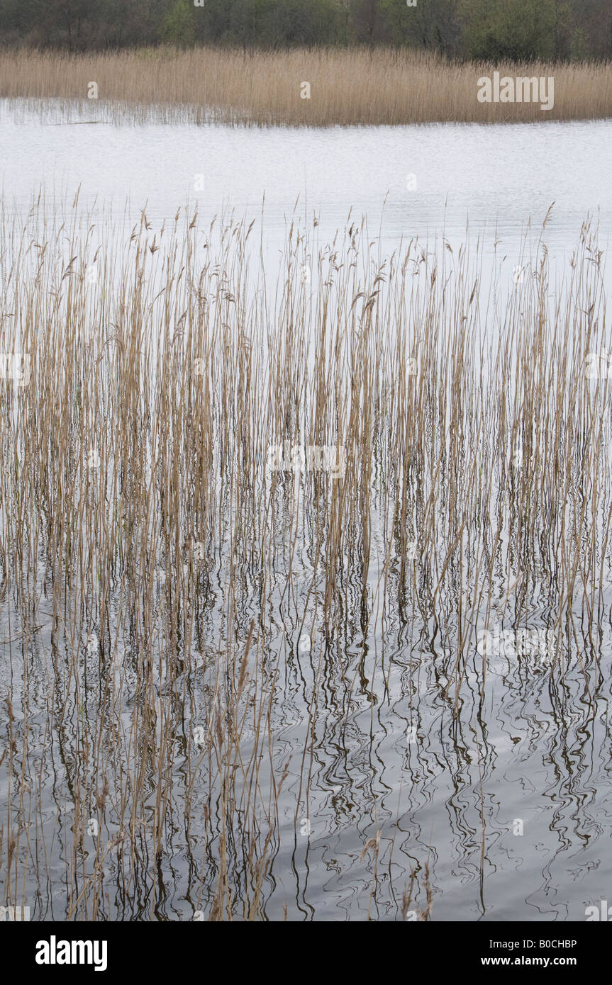 Reeds roseaux hi-res stock photography and images - Alamy