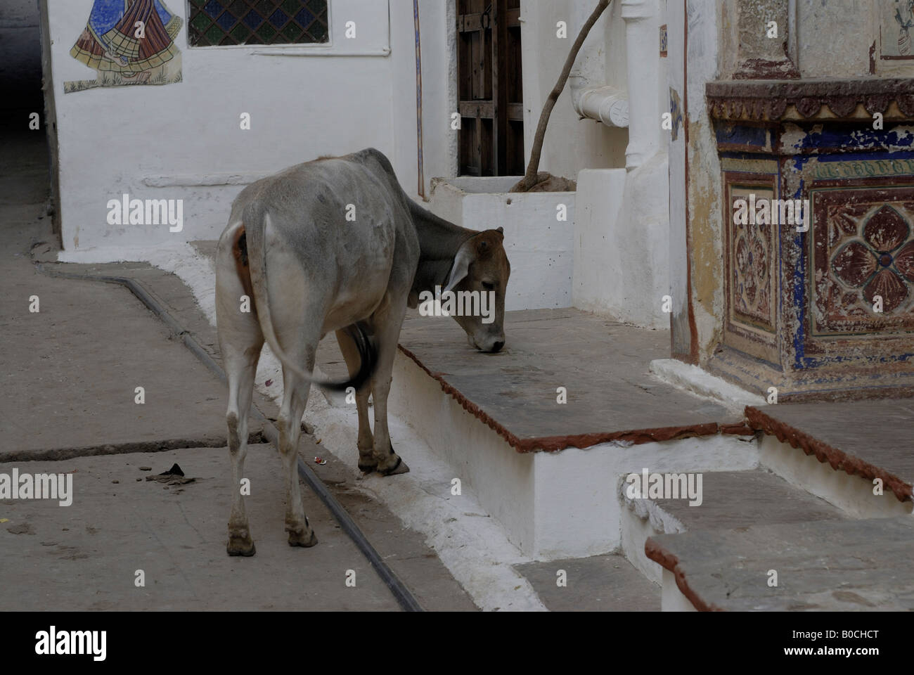 Cow feeding on food scraps on doorstep. Bundi Rajasthan India Stock ...