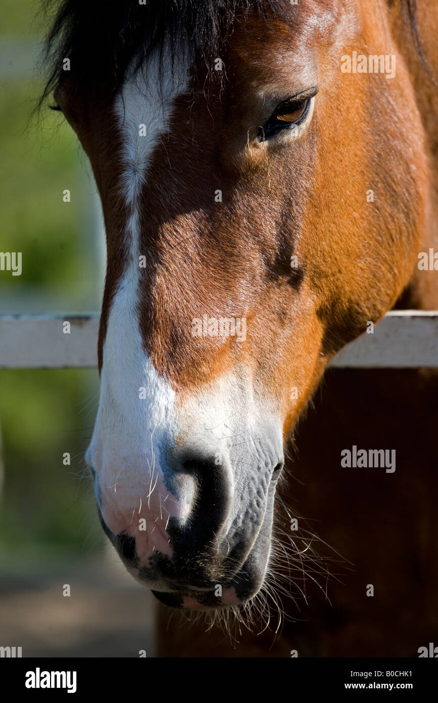 Ardenner Stock Photos & Ardenner Stock Images - Alamy