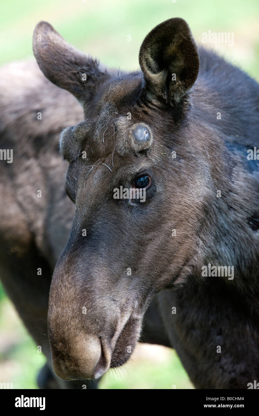 Moose (Alces alces Stock Photo - Alamy