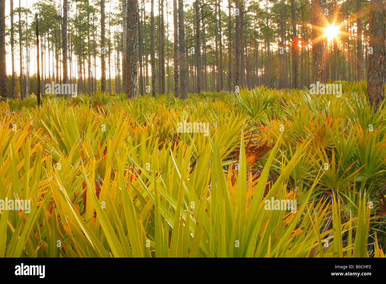 Slash Pine (Pinus elliottii) and Palmetto at sunrise, Okefenokee swamp ...