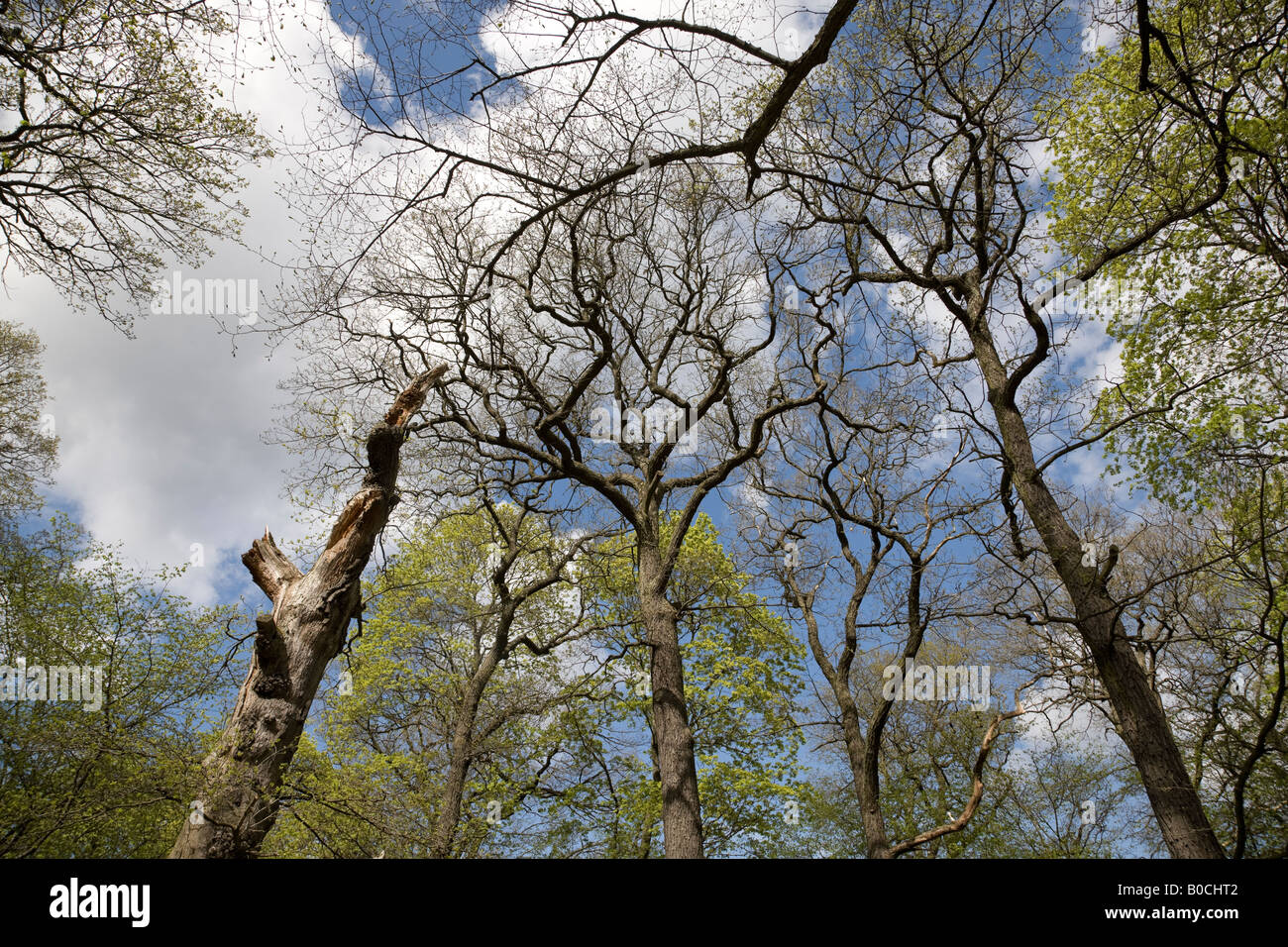 Early spring background Stock Photo - Alamy