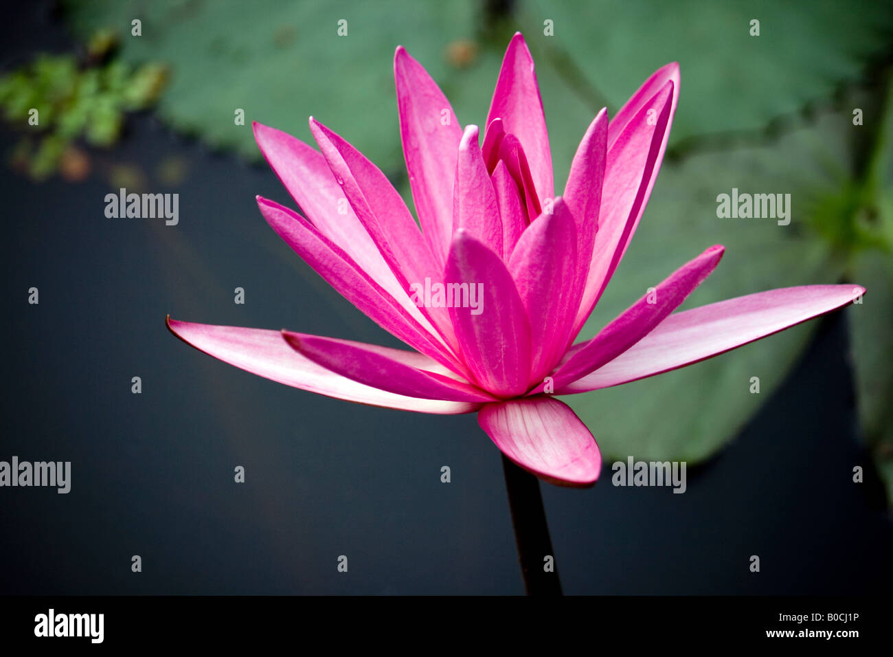Morning star lily hi-res stock photography and images - Alamy