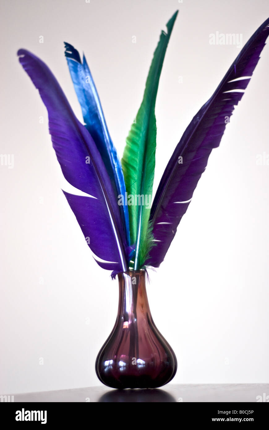 Multi Colored Feathers Studio Shot Product "Still Life" in a Vase Stock ...