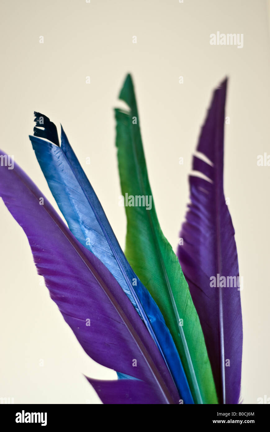 "Multi Colored" Feathers "Studio Shot" Product "Still Life" Mix Stock ...