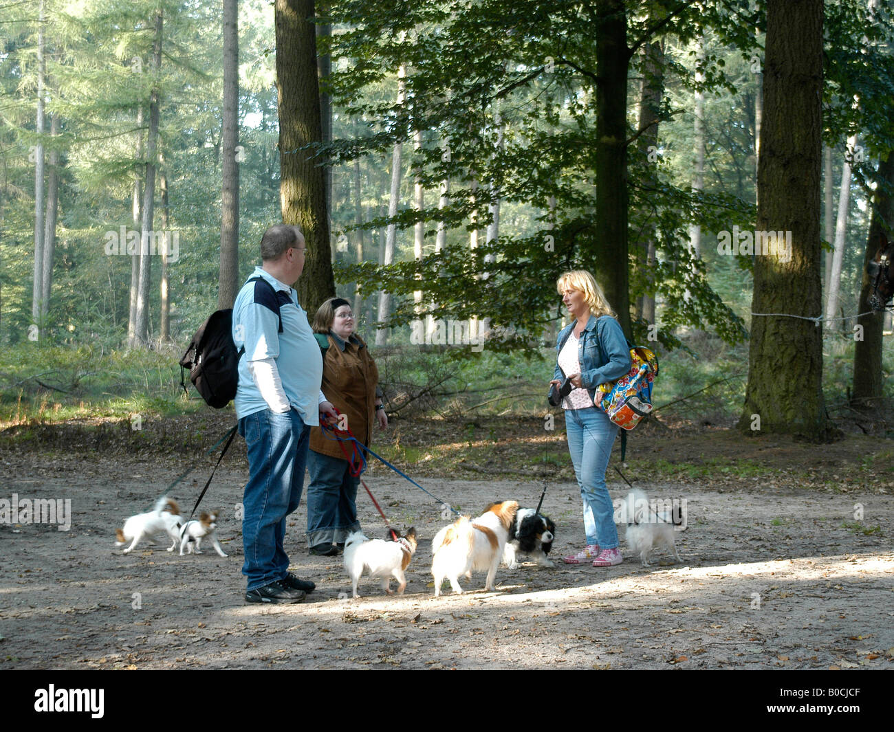 letting the dogs out Stock Photo - Alamy