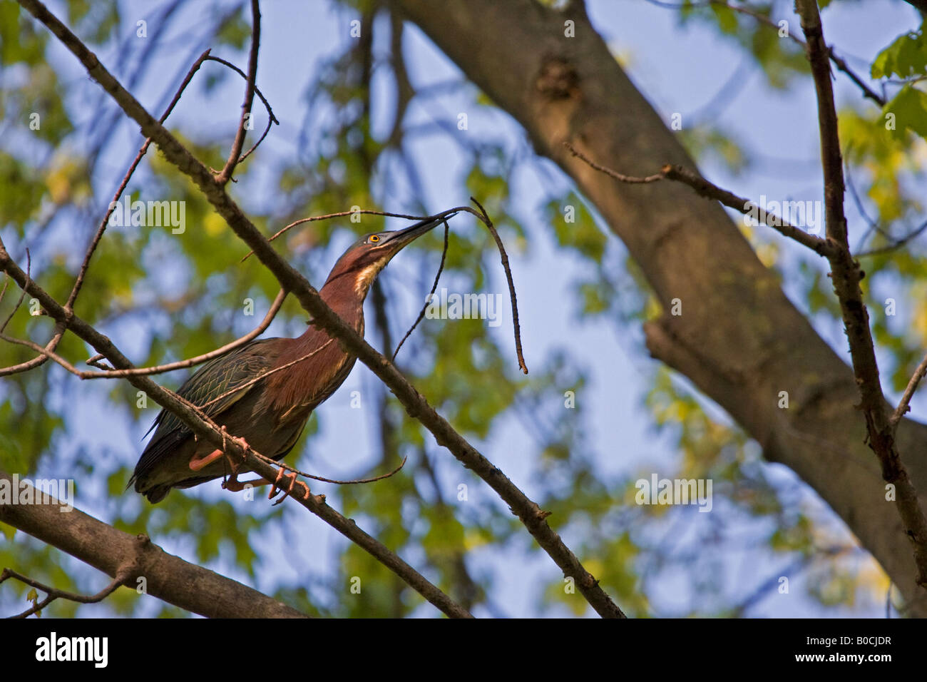 Bird gathering sticks hi-res stock photography and images - Alamy