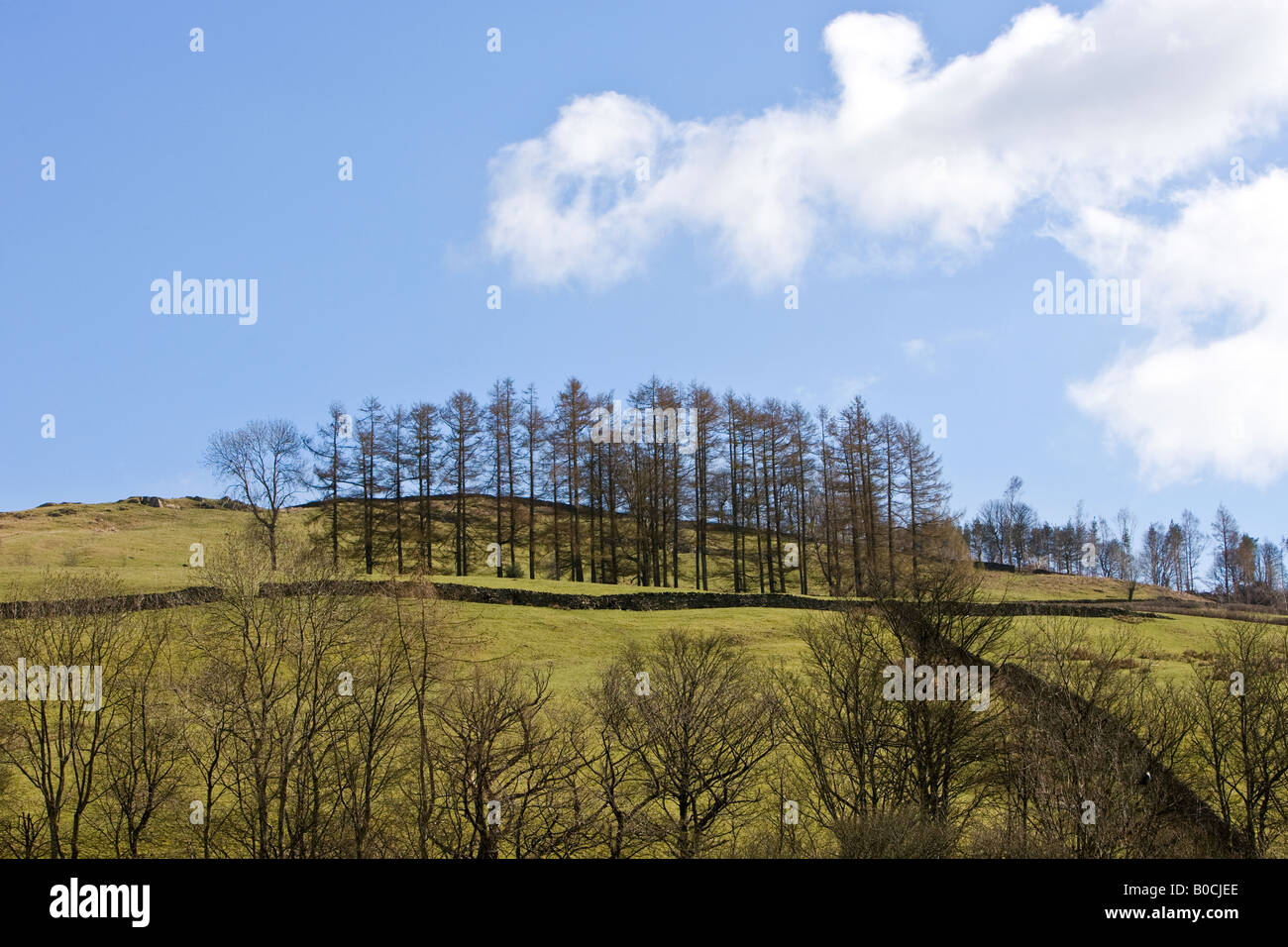 Countryside trees on hillside with blue sky in Winter Stock Photo - Alamy