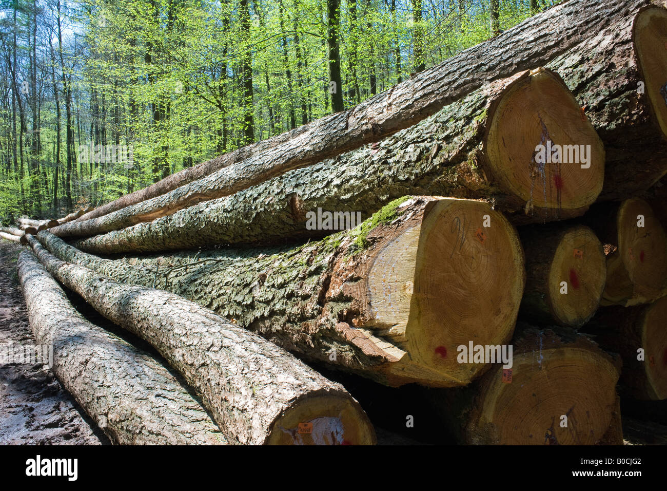 Sawn a hi-res stock photography and images - Alamy