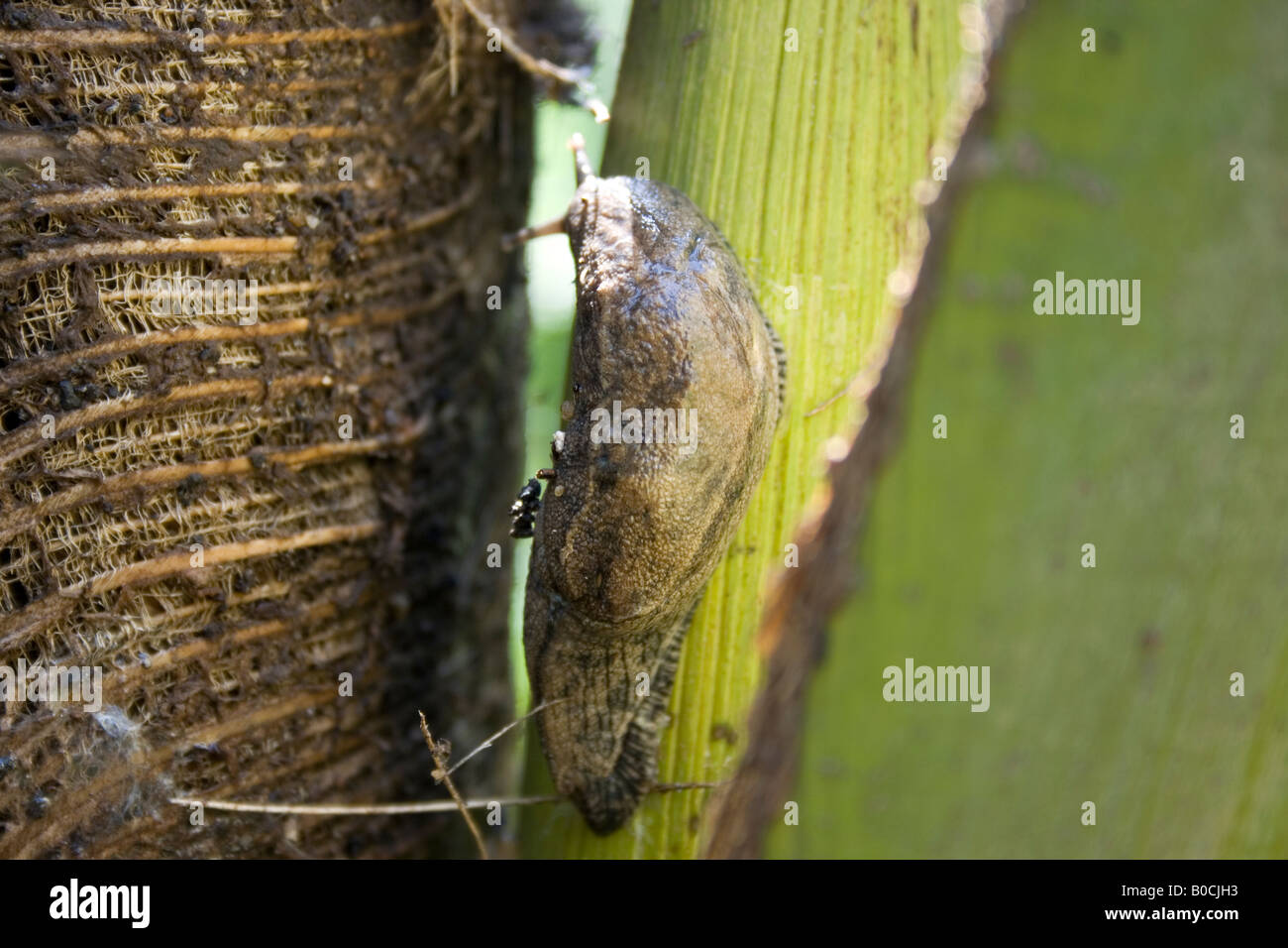 Snail climbing and reaching the top of a coconut Stock Photo - Alamy