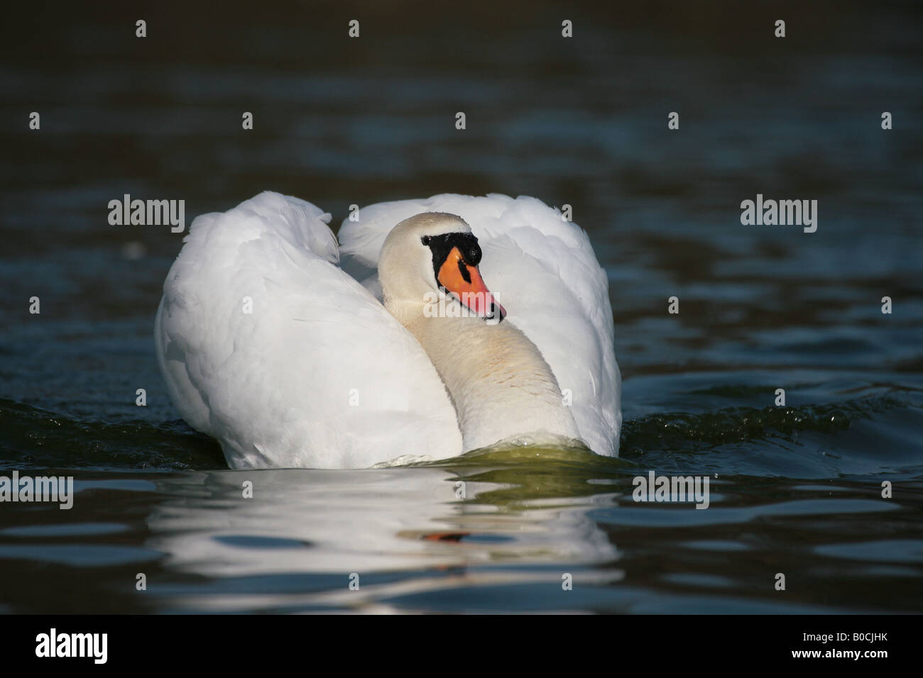Male mute swan in aggresive pose Stock Photo - Alamy