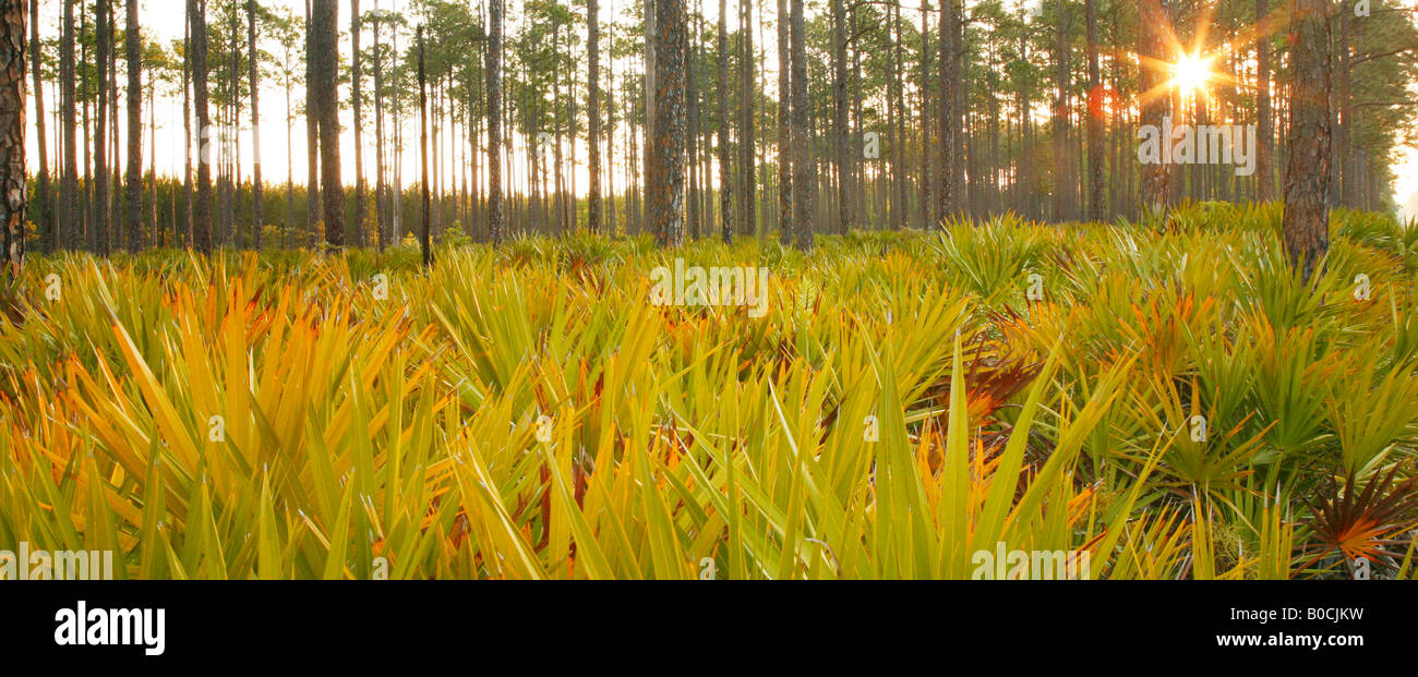 Swamp pine pinus elliottii hi-res stock photography and images - Alamy