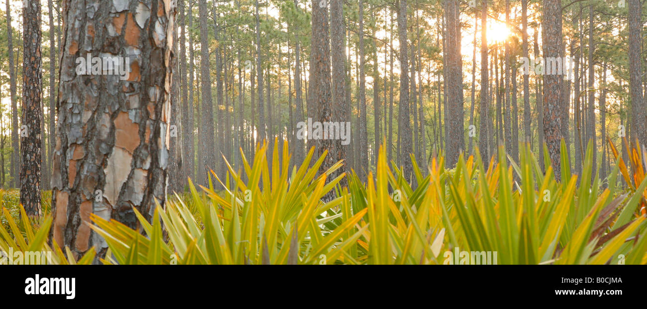 Slash Pine (Pinus elliottii) and Palmetto at sunrise, Okefenokee swamp ...