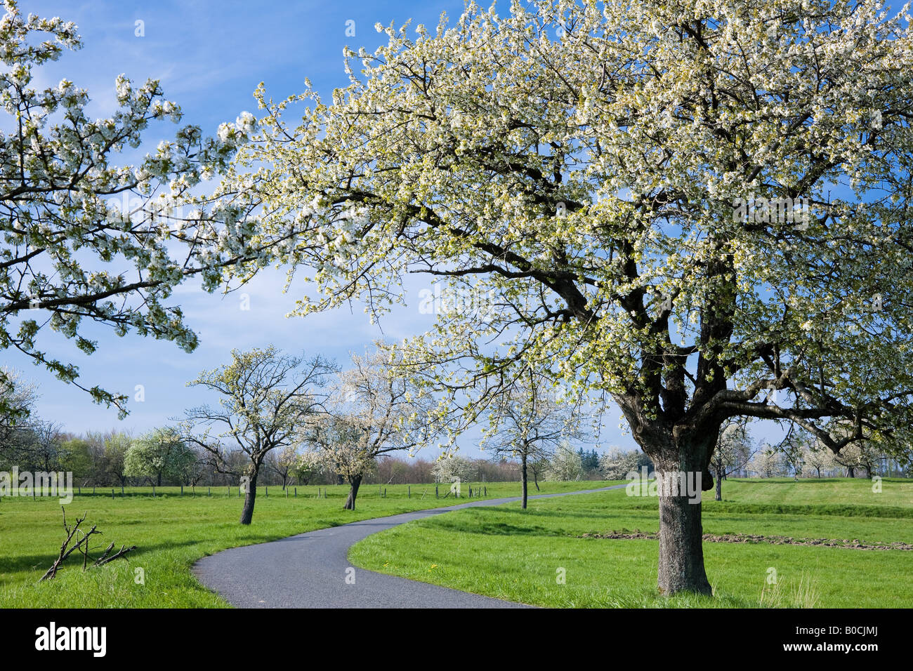 Roads lined with flowers hi-res stock photography and images - Alamy