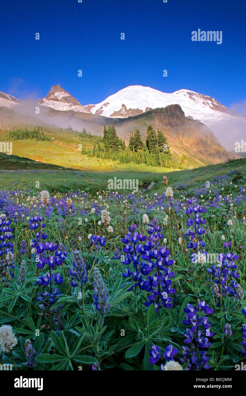 Wildflowers and Mt. Rainier, Summerland Meadow, Mount Rainier National ...